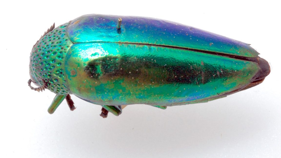 Jewel beetle’s bright colored shell serves as camouflage from predators ...