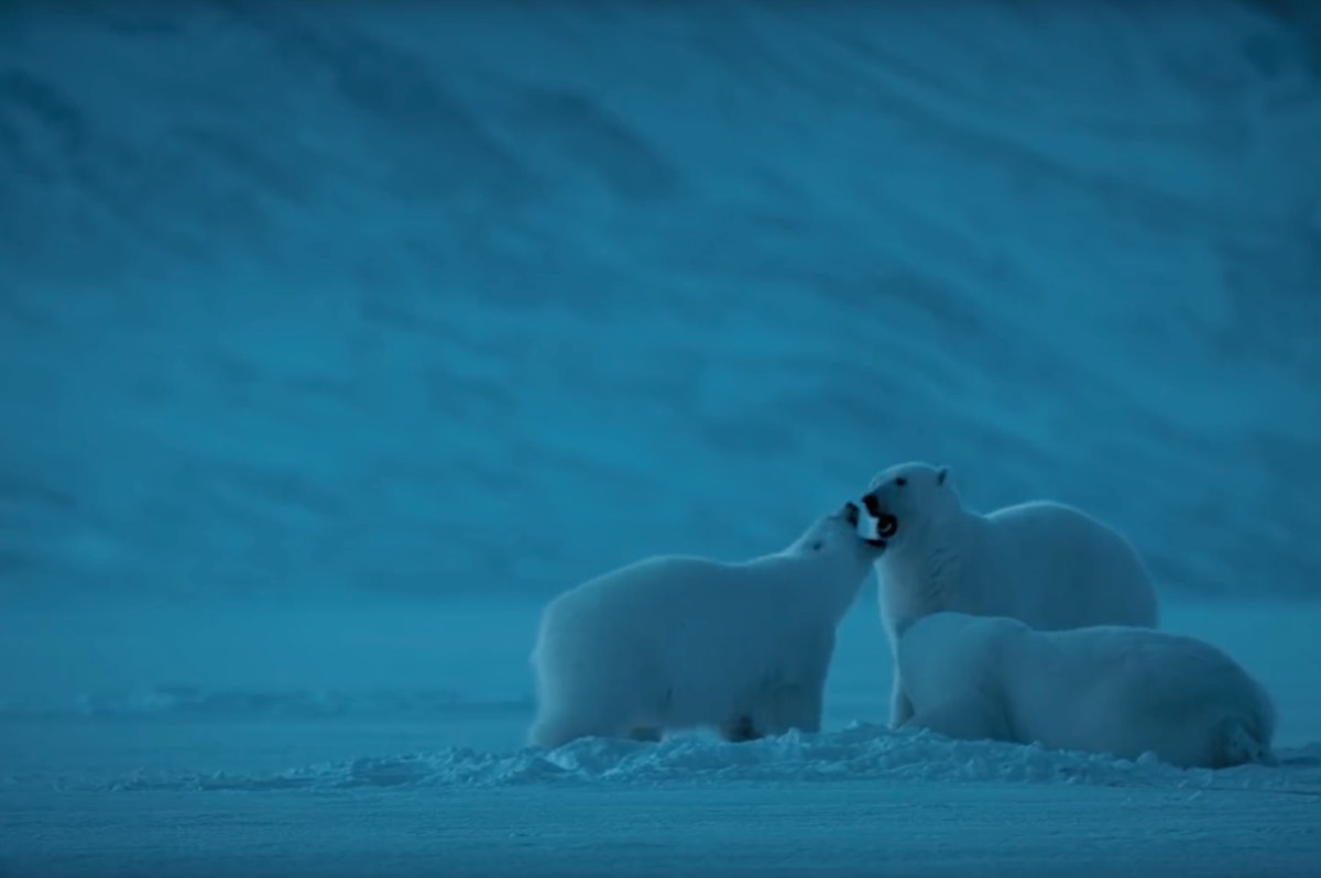 New Netflix series Night on Earth shows wildlife in a startling new ...