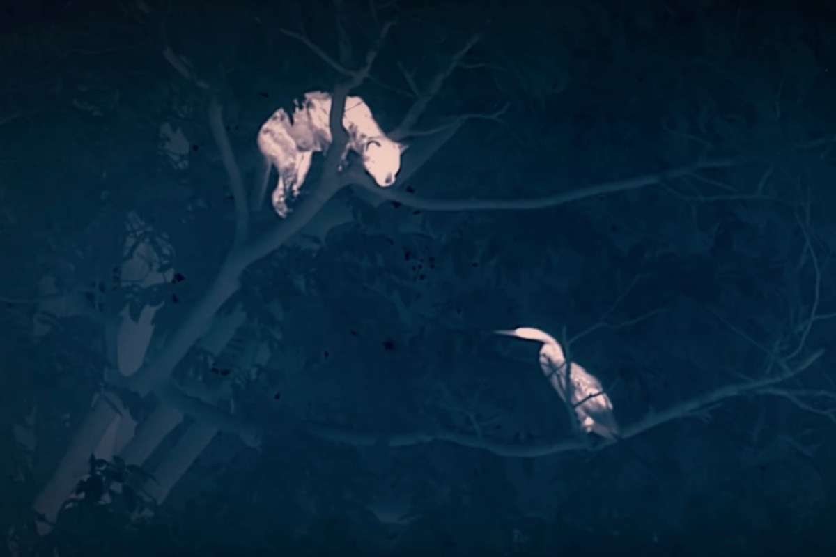 New Netflix series Night on Earth shows wildlife in a startling new ...