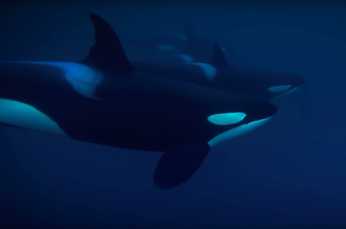 New Netflix series Night on Earth shows wildlife in a startling new ...