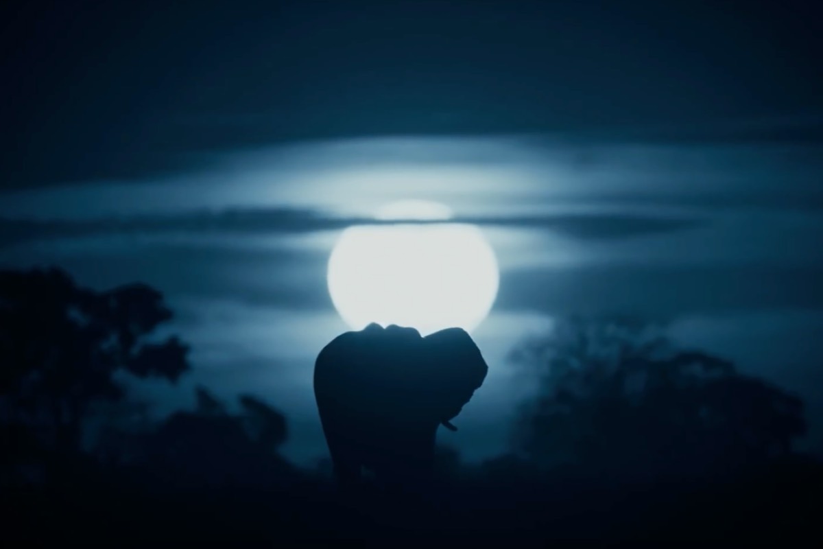 New Netflix series Night on Earth shows wildlife in a startling new ...