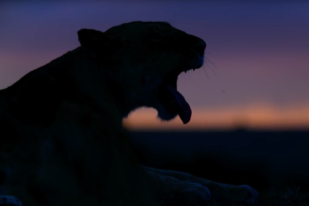 New Netflix series Night on Earth shows wildlife in a startling new ...