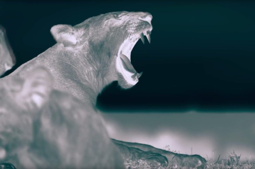 New Netflix series Night on Earth shows wildlife in a startling new ...