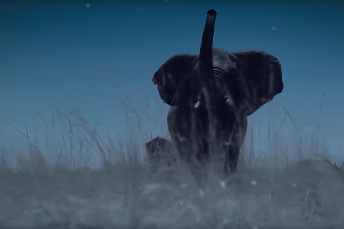 New Netflix series Night on Earth shows wildlife in a startling new ...