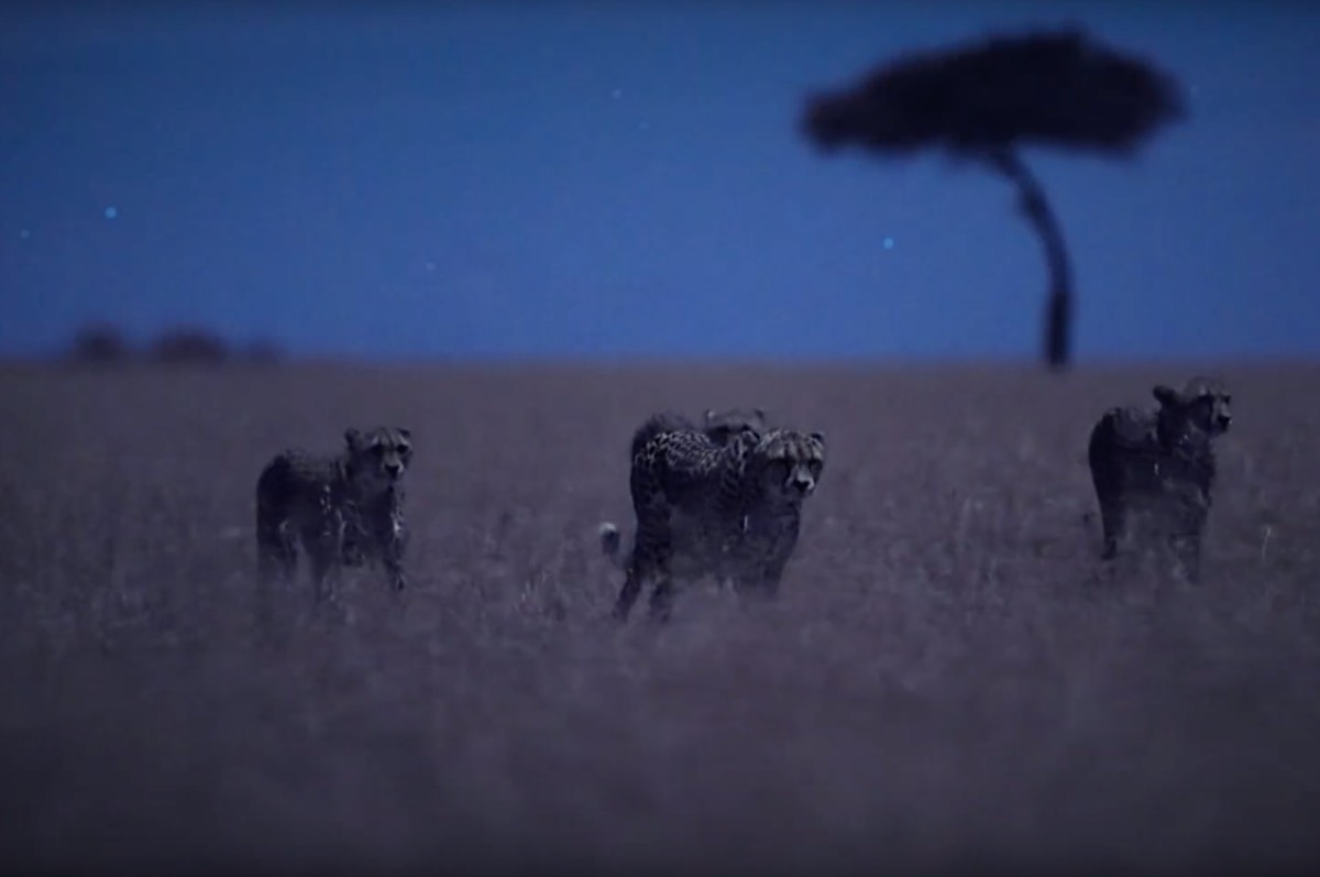 New Netflix series Night on Earth shows wildlife in a startling new ...