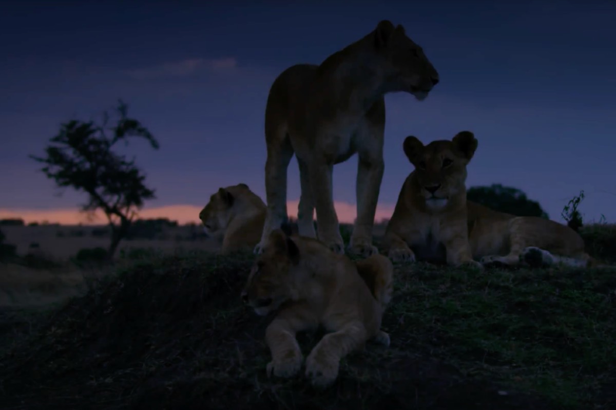 New Netflix series Night on Earth shows wildlife in a startling new ...