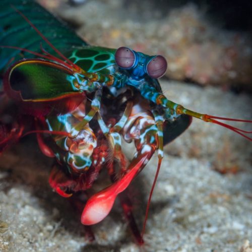 Tag: Mantis shrimp - Ars Technica