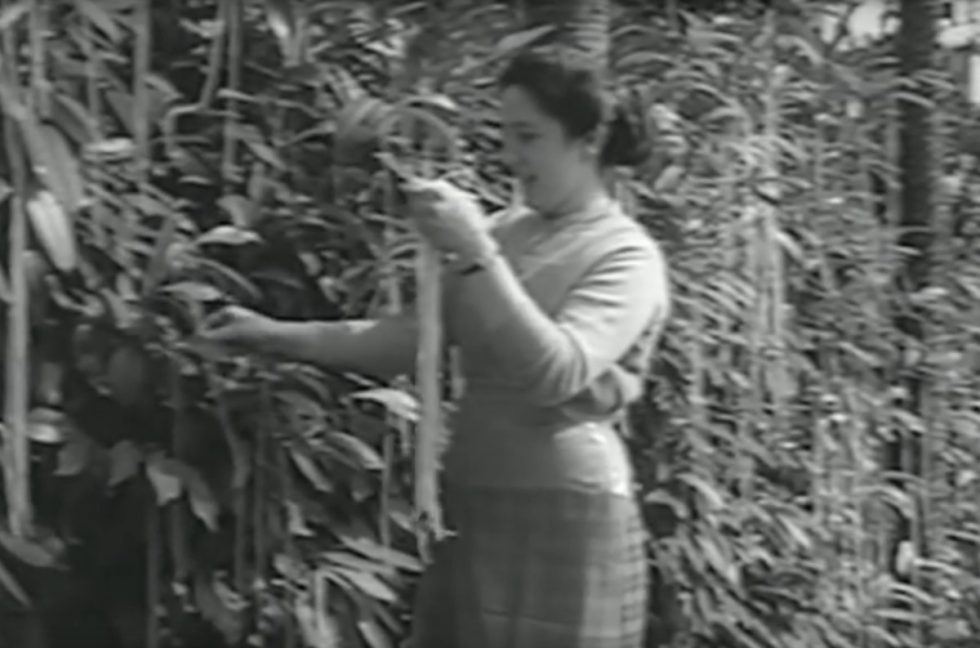 BBC’s 1957 April Fool’s “spaghetti-tree hoax” is more relevant than ...