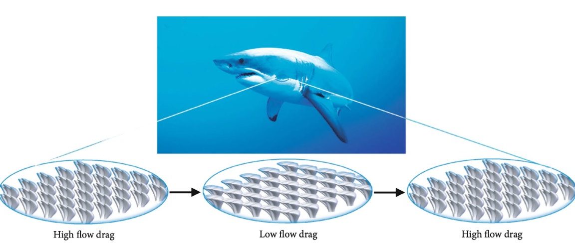 Scientists draw inspiration from shark skin for novel new smart ...