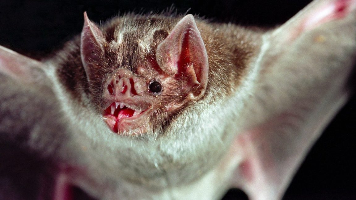 Vampire bats bond by grooming first to build trust before sharing blood ...