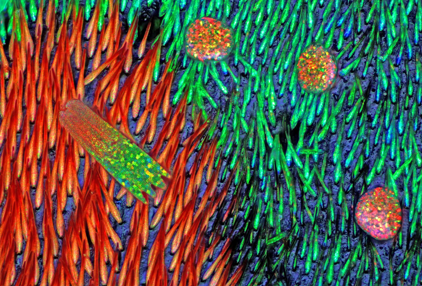 Extreme closeup of mouse-brain slice wins top Life Science Microscopy ...