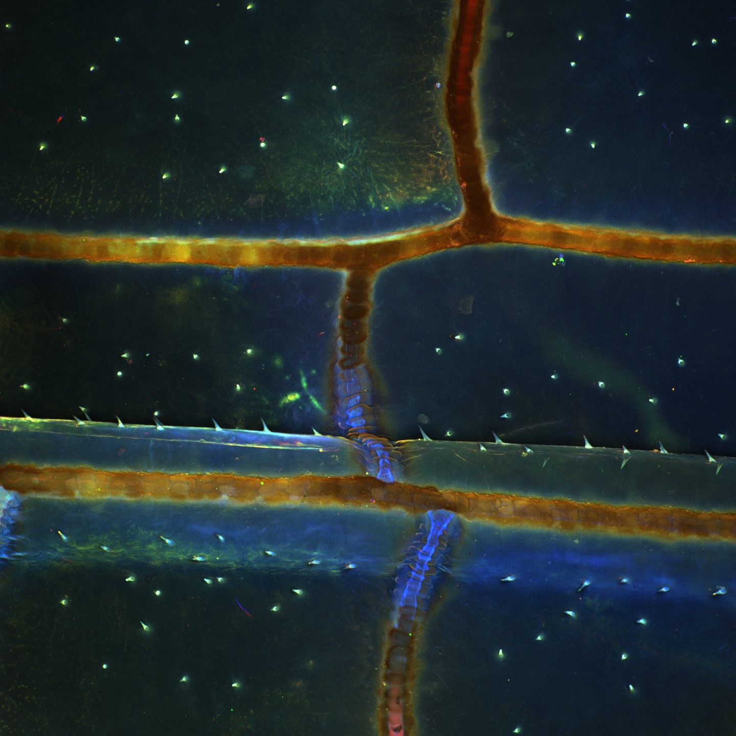 Extreme closeup of mouse-brain slice wins top Life Science Microscopy ...
