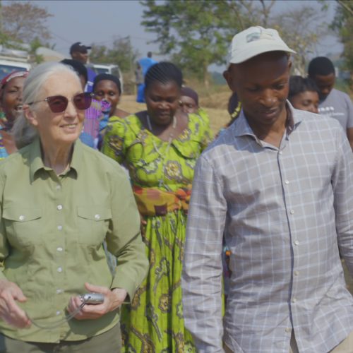 Tag: jane goodall - Ars Technica