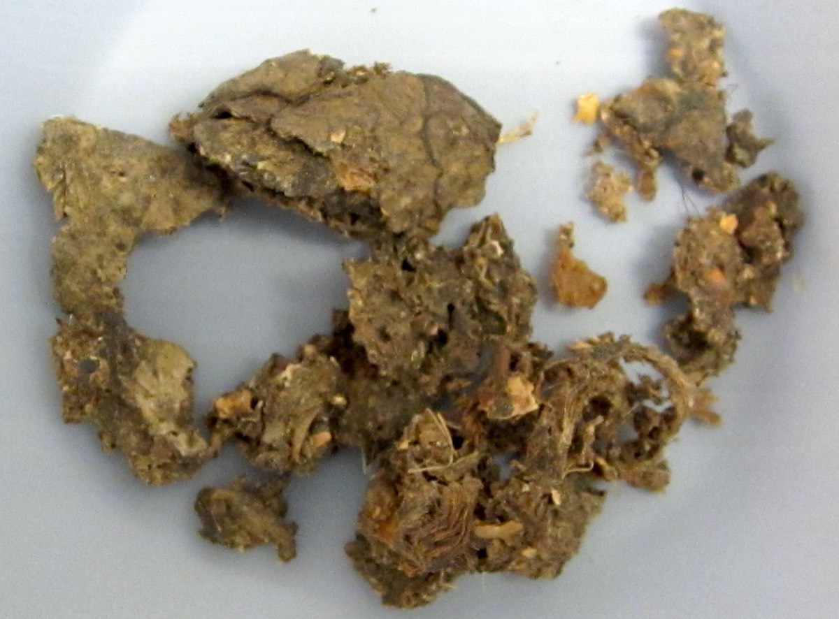 Archaeologists now have a handy new tool for analyzing paleo poop - Ars ...