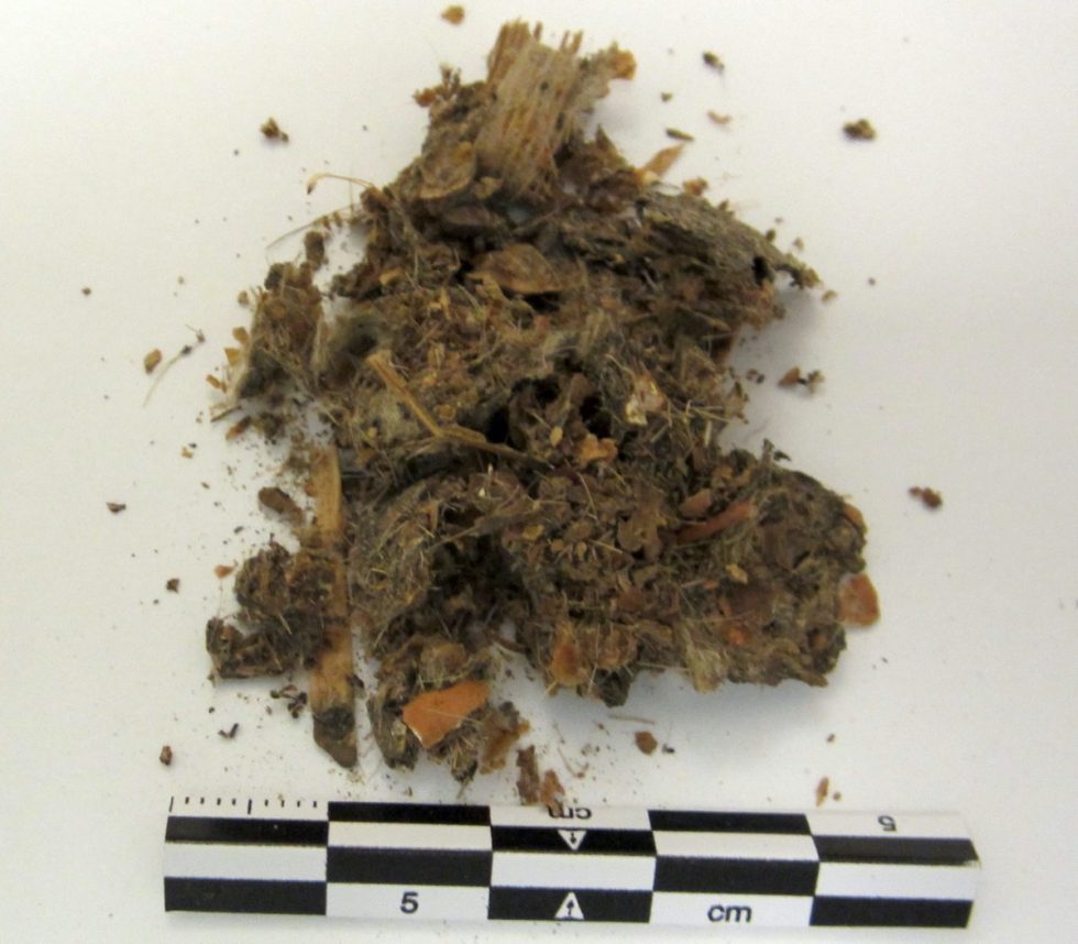 Archaeologists now have a handy new tool for analyzing paleo poop - Ars ...