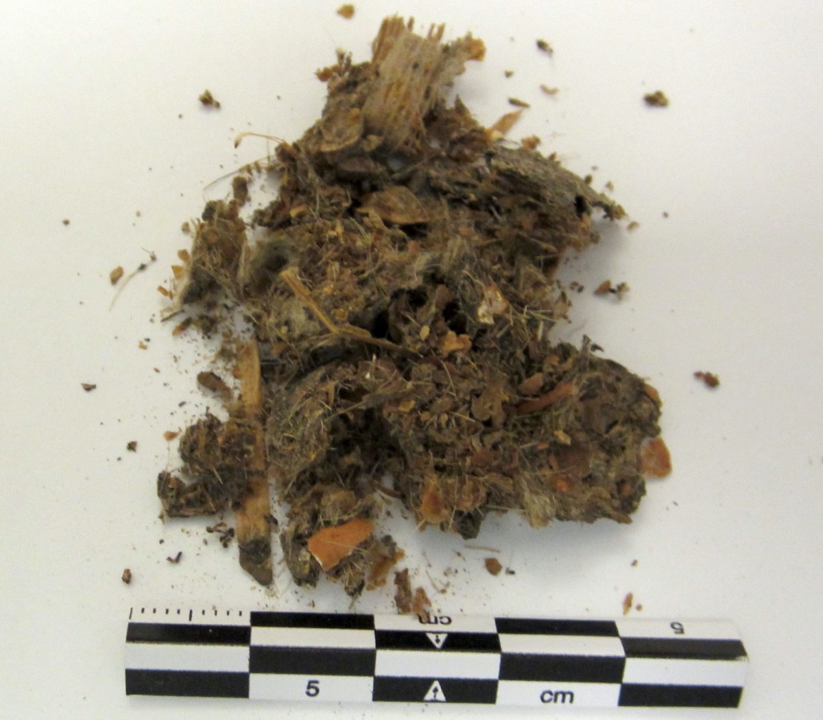 Archaeologists now have a handy new tool for analyzing paleo poop - Ars ...