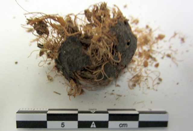 Archaeologists now have a handy new tool for analyzing paleo poop - Ars ...