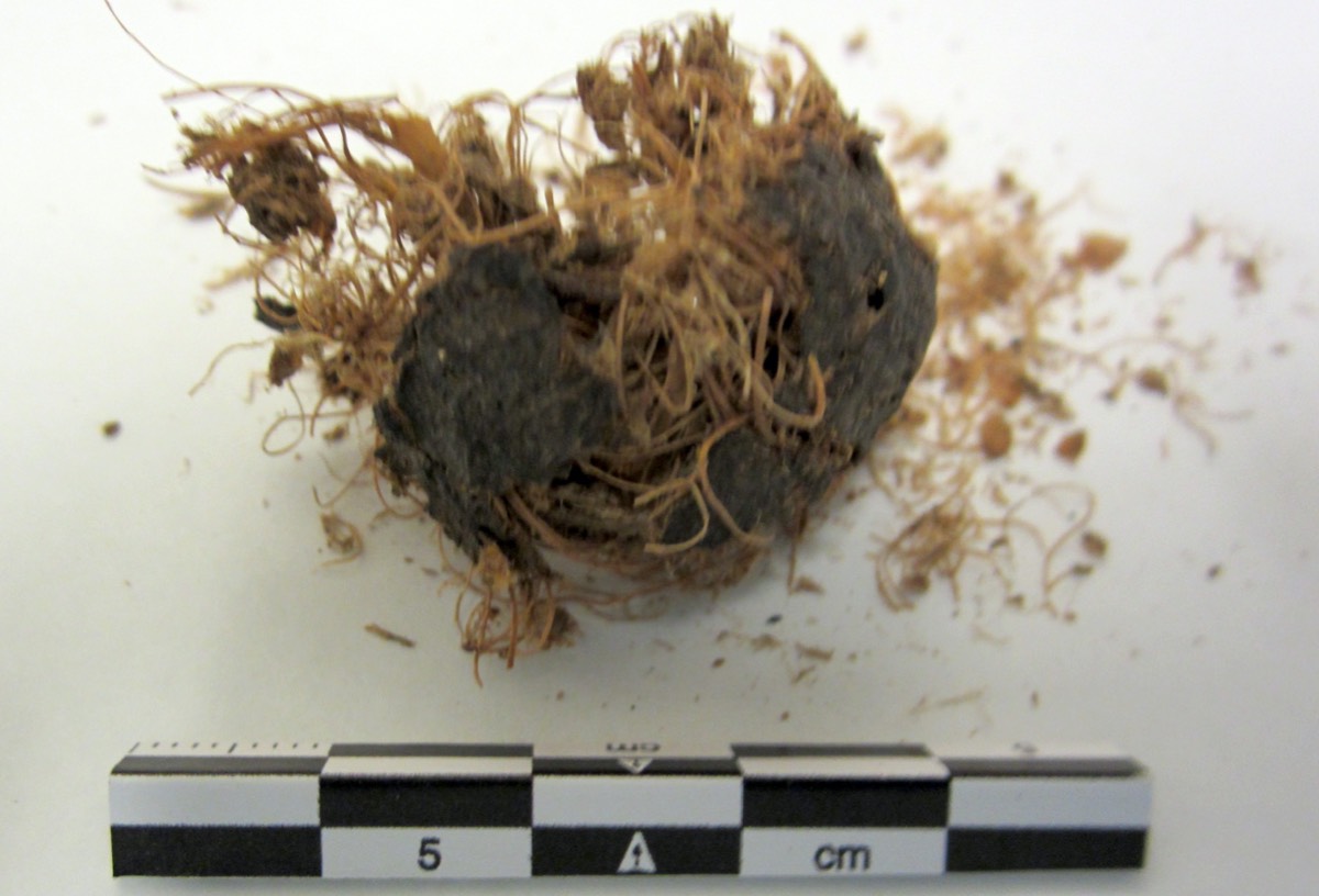 Archaeologists now have a handy new tool for analyzing paleo poop - Ars ...