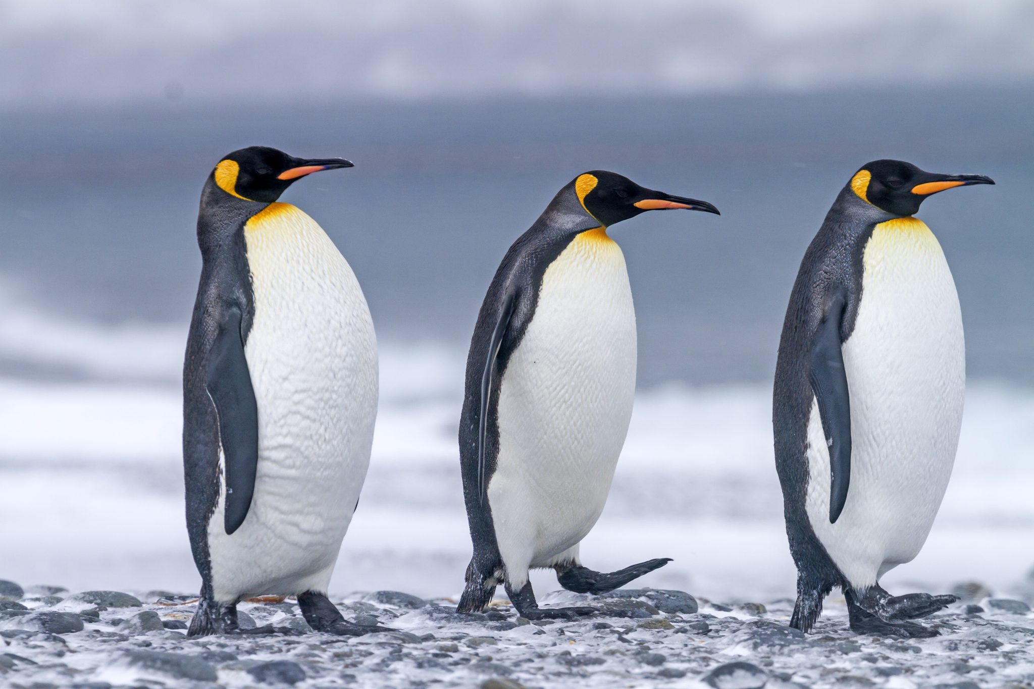 Penguin poop creates a buttload of laughing gas, researchers find - Ars ...