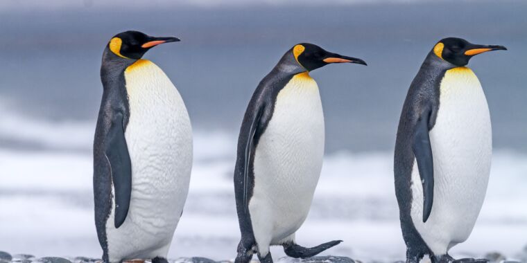 Penguin poop creates a buttload of laughing gas, researchers find | Ars ...