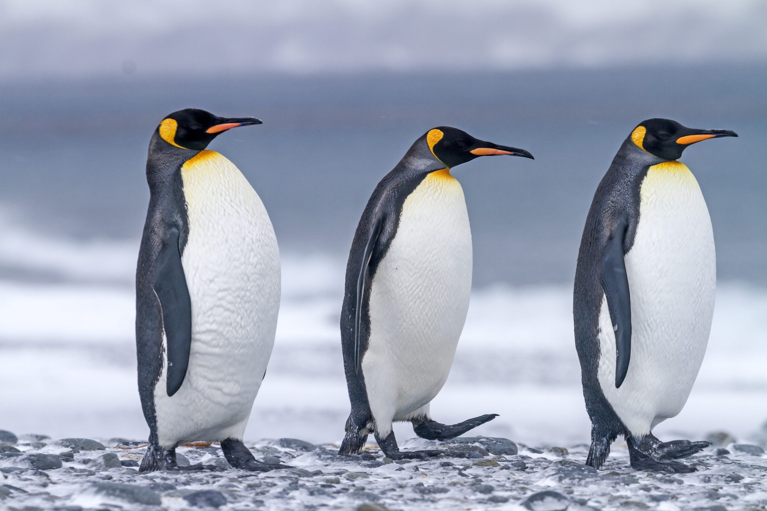 Penguin poop creates a buttload of laughing gas, researchers find - Ars ...