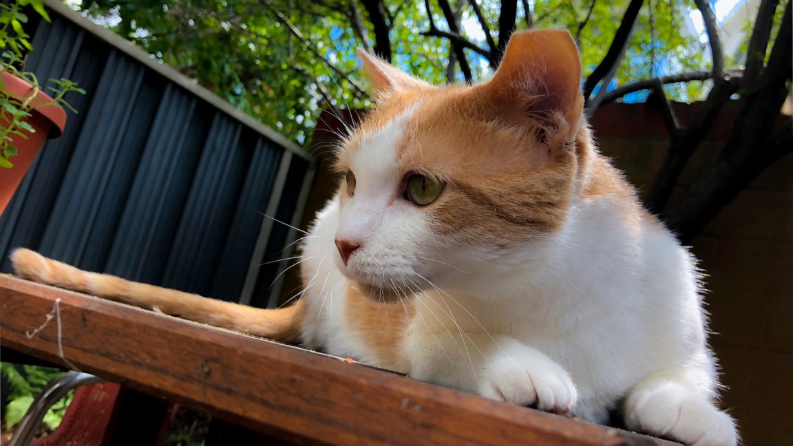 Coronavirus and cats: Do you need to social-distance from Fluffy? - Ars ...