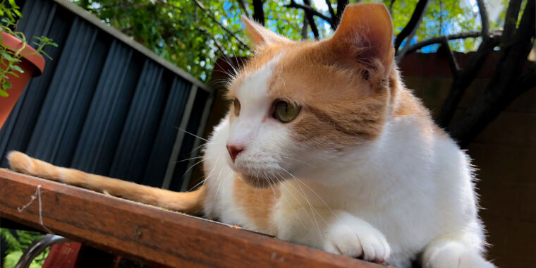 Coronavirus and cats: Do you need to social-distance from Fluffy? | Ars ...