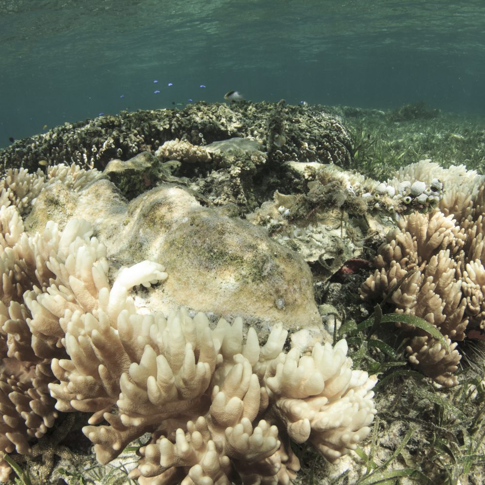 Tag: coral reefs - Ars Technica