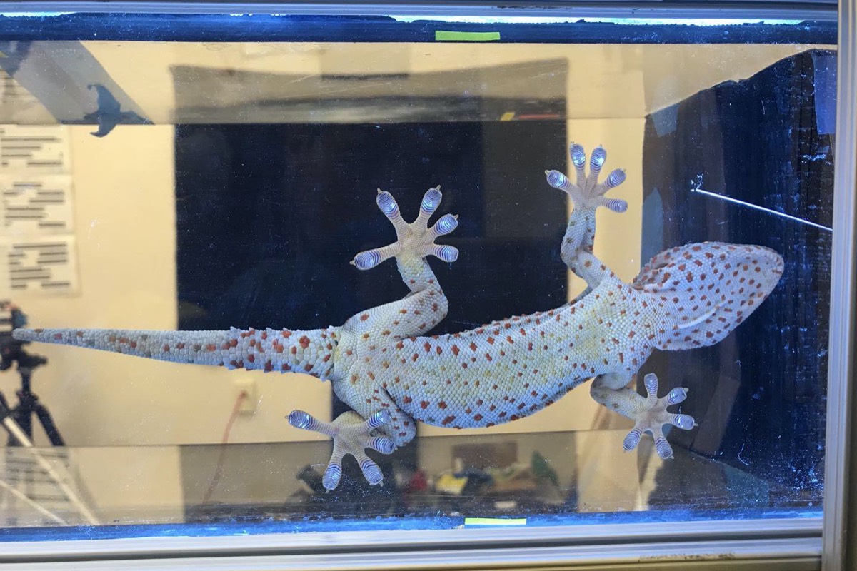 Gecko’s soft hairy toes reorient to help it stick to different types of ...