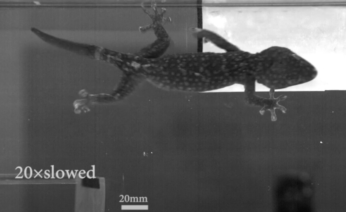 Gecko’s soft hairy toes reorient to help it stick to different types of ...
