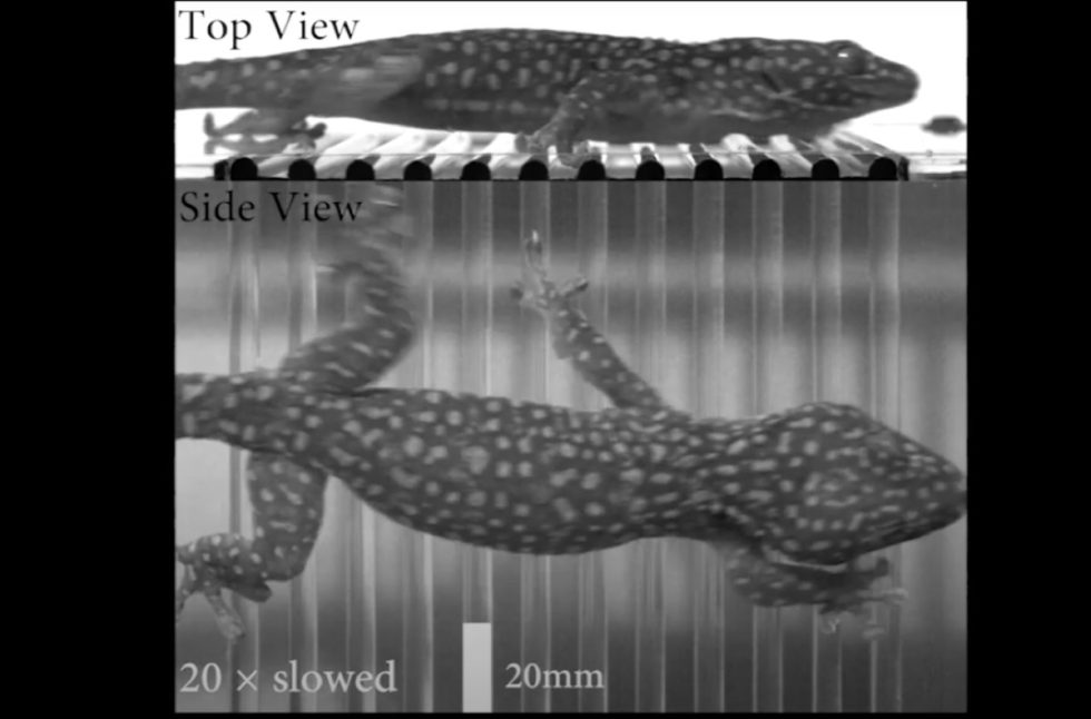 Gecko’s soft hairy toes reorient to help it stick to different types of ...
