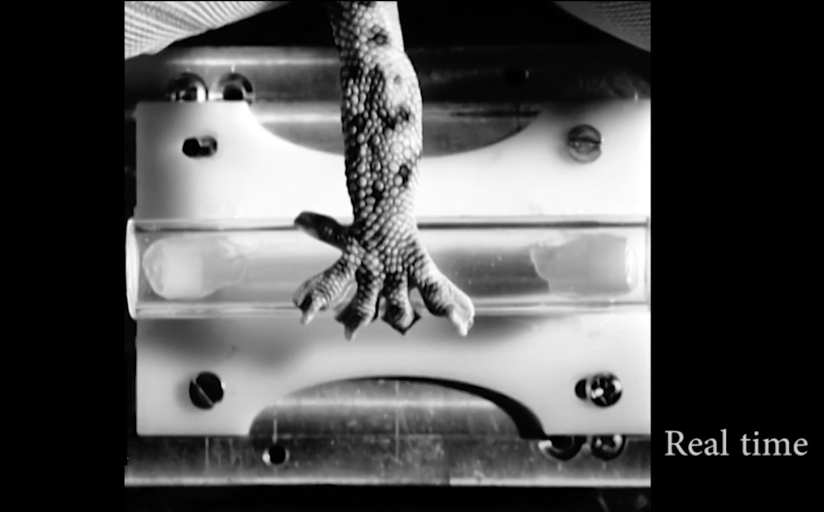 Gecko’s soft hairy toes reorient to help it stick to different types of ...