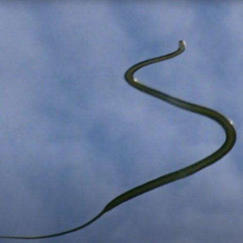 Tag: flying snakes - Ars Technica