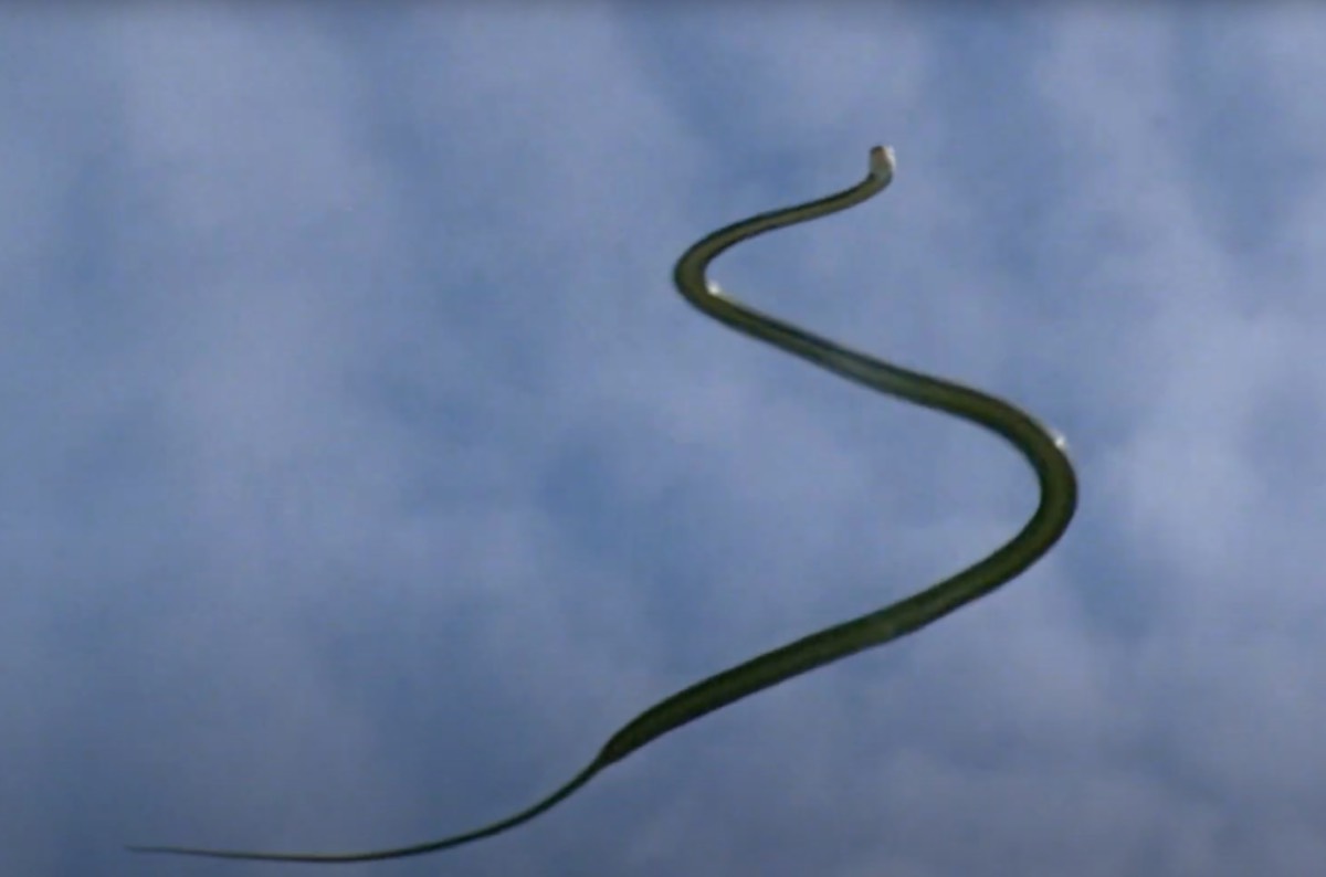 Undulating their bodies keeps flying snakes from tumbling out of ...