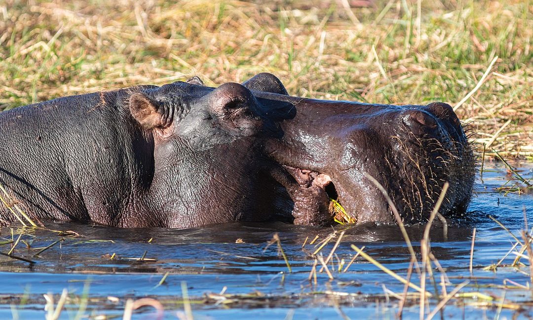 This 1.4 million-year-old hand axe was chipped off a hippo femur - Ars ...