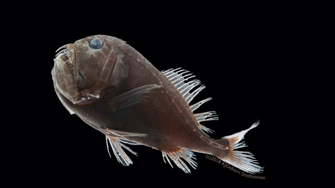 Scientists unlocked the secret of how these ultrablack fish absorb ...