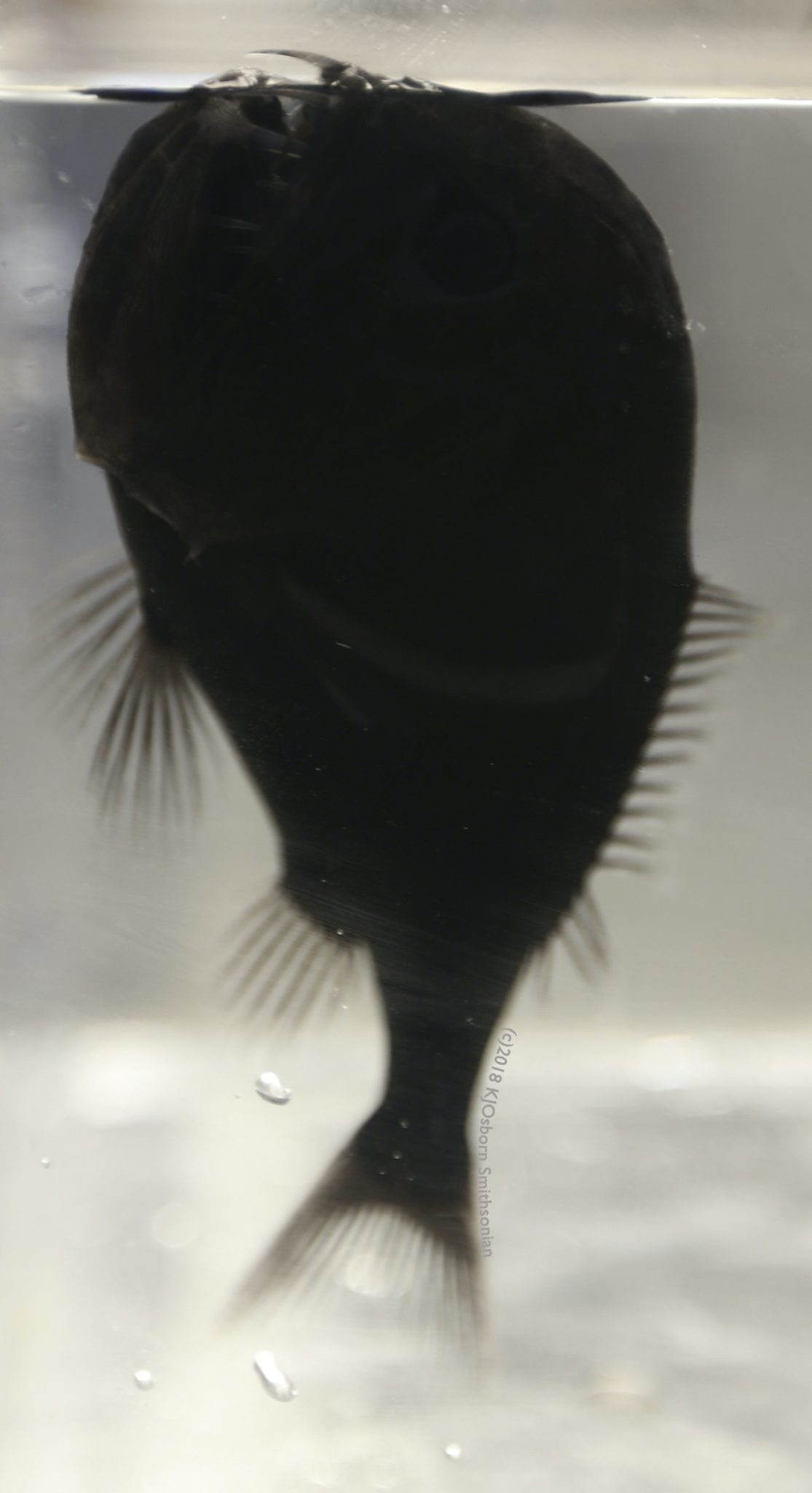 Scientists unlocked the secret of how these ultrablack fish absorb ...