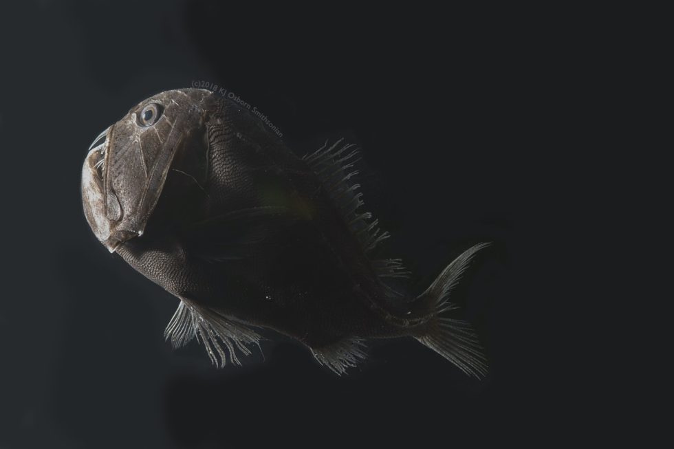 Scientists unlocked the secret of how these ultrablack fish absorb ...