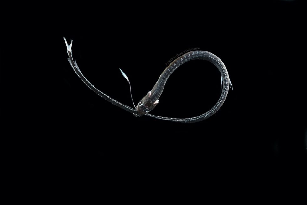 Scientists unlocked the secret of how these ultrablack fish absorb ...