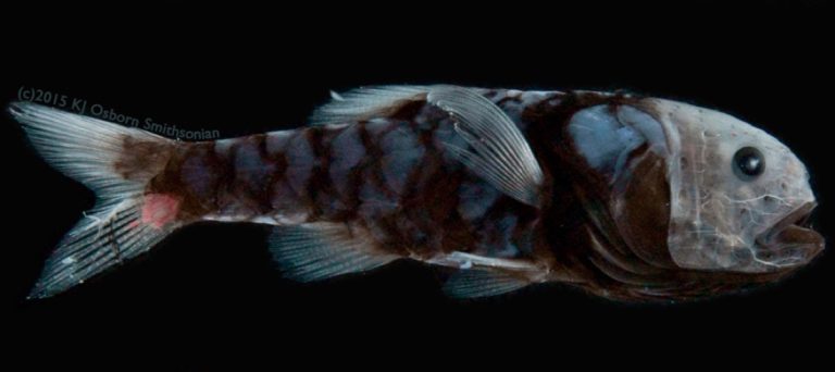 Scientists unlocked the secret of how these ultrablack fish absorb ...