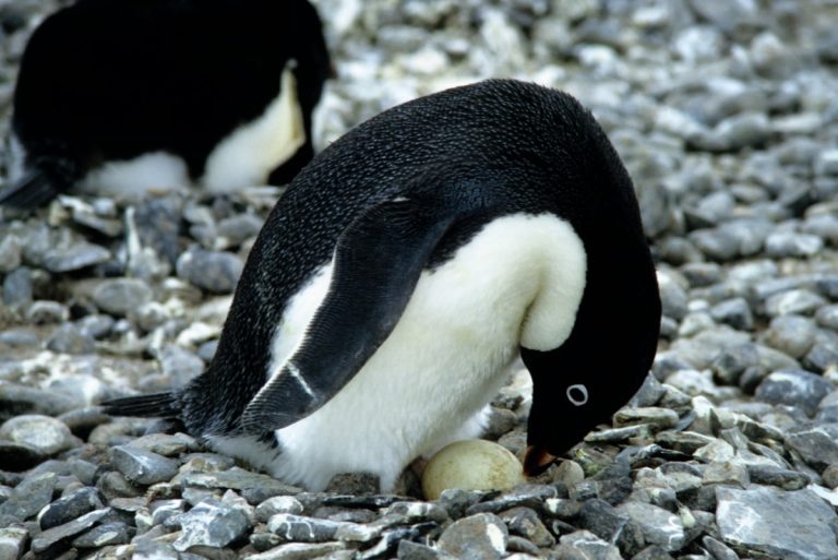 The explosive physics of pooping penguins: they can shoot poo over four ...