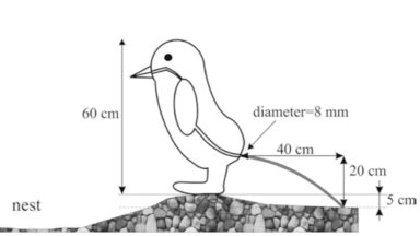 The explosive physics of pooping penguins: they can shoot poo over four ...