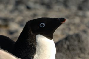 The explosive physics of pooping penguins: they can shoot poo over four ...
