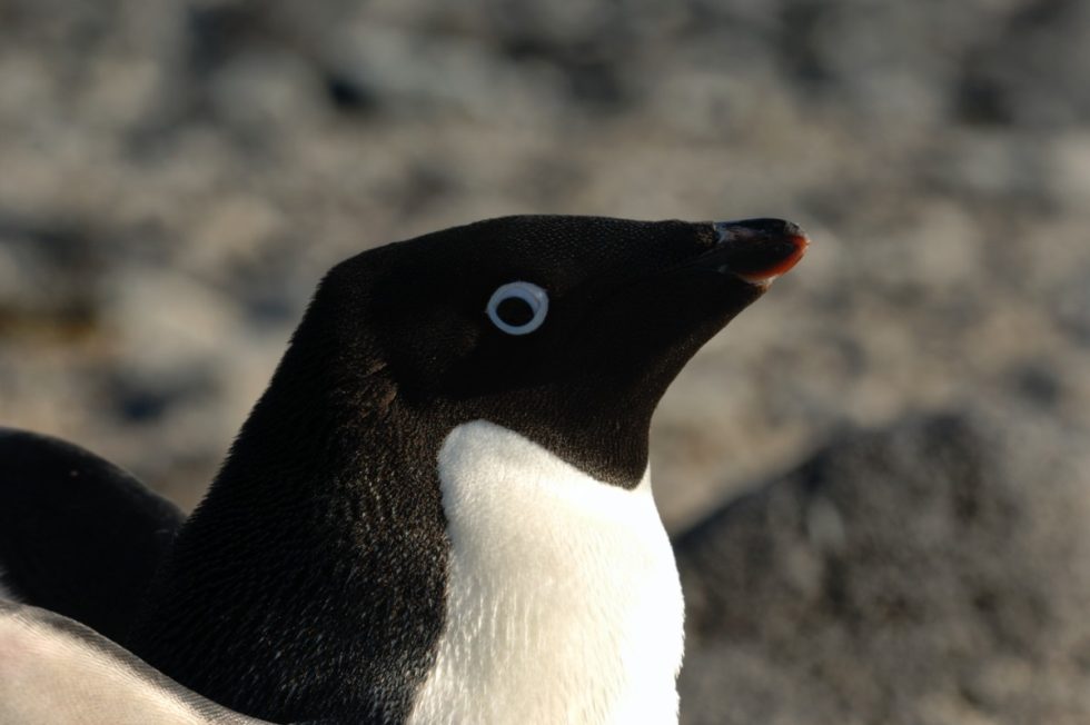 The explosive physics of pooping penguins: they can shoot poo over four ...