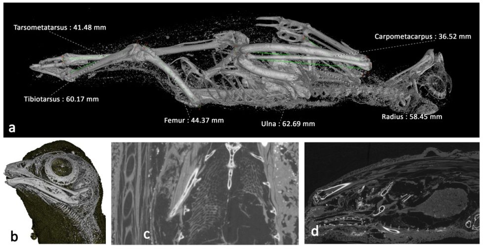 Peer inside a mummified cat from ancient Egypt, courtesy of high-res 3D ...