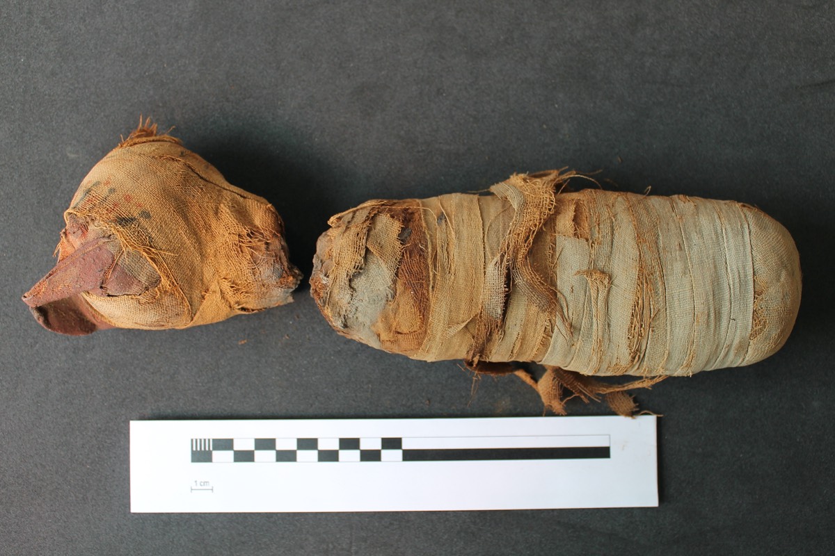 Peer inside a mummified cat from ancient Egypt, courtesy of high-res 3D ...
