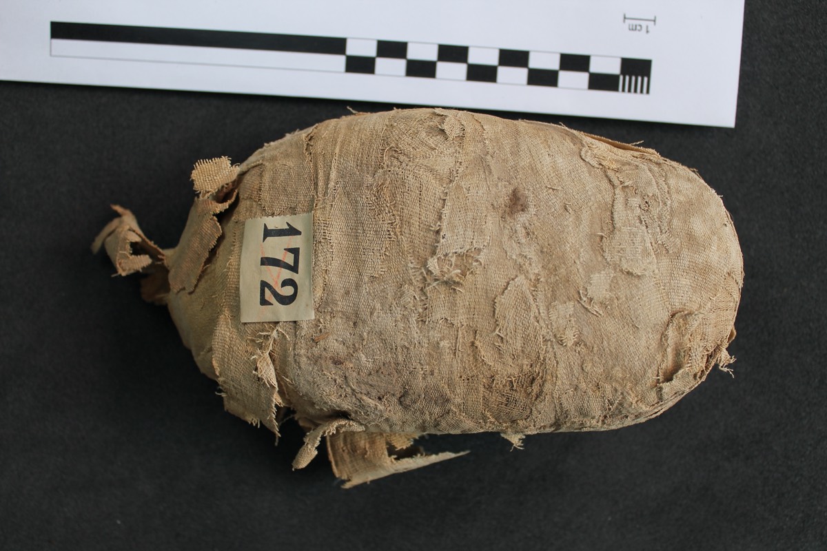 Peer inside a mummified cat from ancient Egypt, courtesy of high-res 3D ...