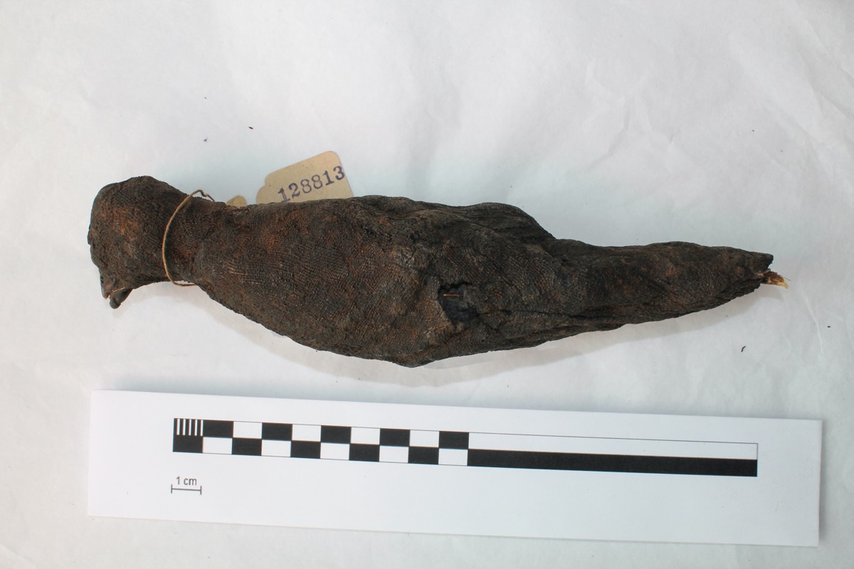 Peer inside a mummified cat from ancient Egypt, courtesy of high-res 3D ...