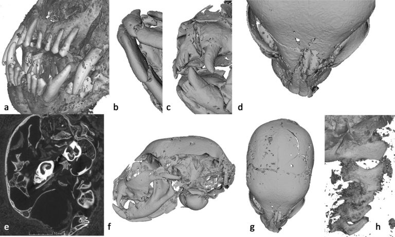 Peer inside a mummified cat from ancient Egypt, courtesy of high-res 3D ...