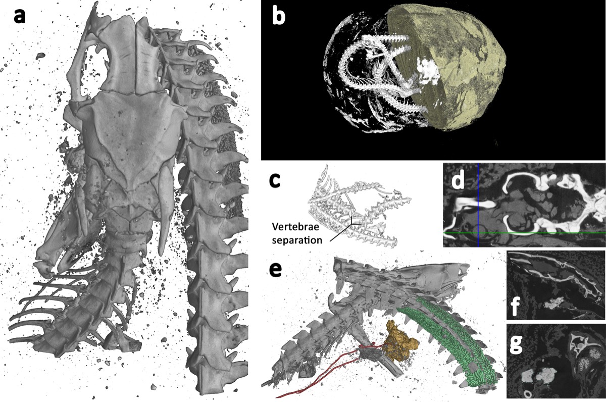 Peer inside a mummified cat from ancient Egypt, courtesy of high-res 3D ...